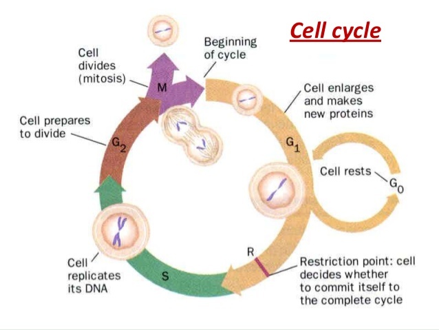 Phase G0 Cell Enters What