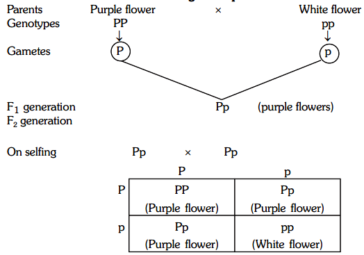 Inheritance pattern of flower colour in garden pea and snapdragon ...